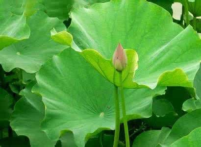 Lotus Leaf Extract nuciferine 2%-50%, 10:1 CAS NO.:475-83-2, weight control, 100% natural, CHINESE MANUFACTURER