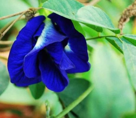 Butterfly pea Extract, Clitoria ternatea powder, Blue powder, Shaanxi Yongyuan Manufacture, high quality