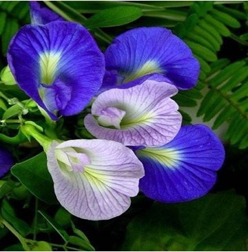 Butterfly pea Extract, Clitoria ternatea powder, Blue powder, Shaanxi Yongyuan Manufacture, high quality