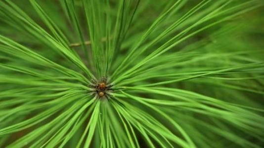 Pine needle extract, Pinus leaf extract, 10:1 TLC, natural antioxidant property, Anti-wrinkle, skin care, manufacturer