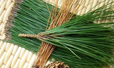 Pine needle extract, Pinus leaf extract, 10:1 TLC, natural antioxidant property, Anti-wrinkle, skin care, manufacturer