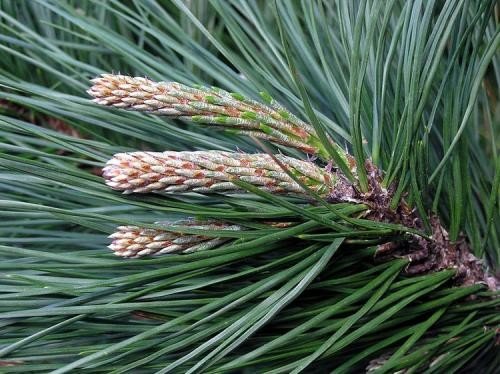 Pine needle extract, Pinus leaf extract, 10:1 TLC, natural antioxidant property, Anti-wrinkle, skin care, manufacturer