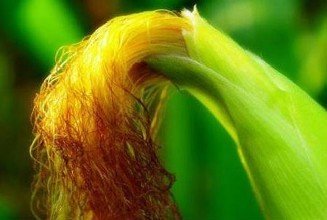 Corn Silk Extract, Zea mays Extract, 10:1, 5% Beta-sitosterol, Prostatitis;Auxiliary hypoglycemic, Shaanxi Yongyuan Bio