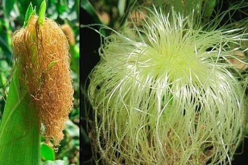 Corn Silk Extract, Zea mays Extract, 10:1, 5% Beta-sitosterol, Prostatitis;Auxiliary hypoglycemic, Shaanxi Yongyuan Bio
