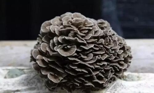 Grifola Frondosus extract, Maitake Extract, 30% polysaccharides UV, natural supplement ingredient, Shaanxi Yongyuan Bio