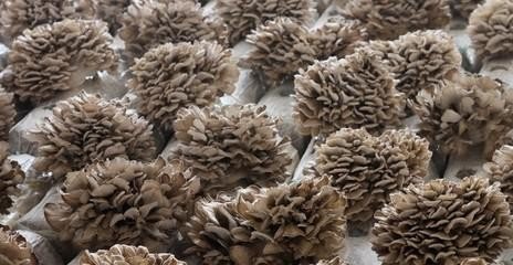 Grifola Frondosus extract, Maitake Extract, 30% polysaccharides UV, natural supplement ingredient, Shaanxi Yongyuan Bio
