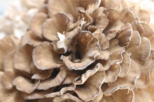 Grifola Frondosus extract, Maitake Extract, 30% polysaccharides UV, natural supplement ingredient, Shaanxi Yongyuan Bio