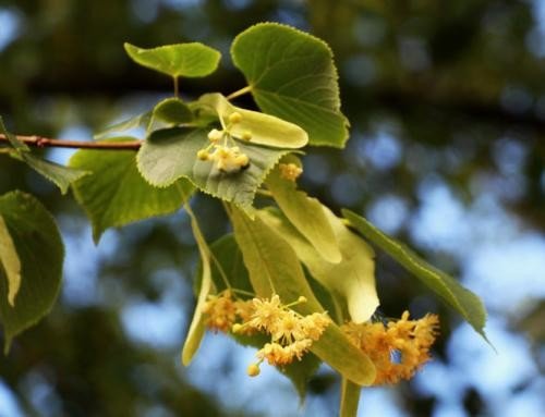 Qualified Tilia Cordata Extract, Linden flower Extract, 10:1 TLC, Flavones  0.5%, Chinese manufacturer, Shaanxi Yongyuan