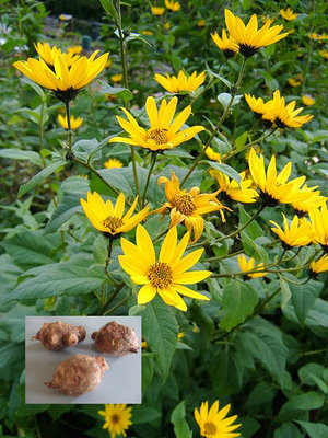 Chicory Root extract,  Inulin 90% uv, Chinese manufacturer, High quality, Shaanxi Yongyuan Bio-Tech