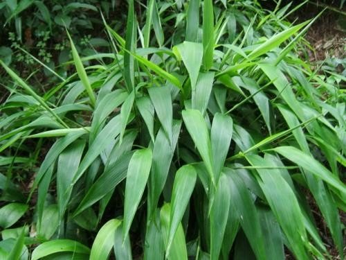 Lophatherum Gracile Extract, Common Lophatherum leaf extract, 10:1 TLC, Chinese Manufacturer, hifh quality