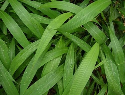 Lophatherum Gracile Extract, Common Lophatherum leaf extract, 10:1 TLC, Chinese Manufacturer, hifh quality
