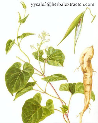 Cynanchi Wilfordii Radix Root Extract, Cynanchum bungei Extract, 10:1, Chinese manufacturer, Shaanxi Yongyuan Bio-Tech