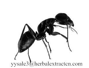 Black Ant P.E., Polyrhachis vicina Extract,  5:1 TLC, Natural Supplement ingredients, Shaanxi Yongyuan,  Manufacturer
