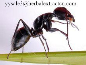 Black Ant P.E., Polyrhachis vicina Extract,  5:1 TLC, Natural Supplement ingredients, Shaanxi Yongyuan,  Manufacturer