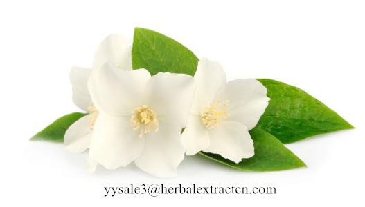 Jasmine Extract, Jasmine Flower Extract, 4:1,10:1 TLC, Qualified manufacturer, Shaanxi Yongyuan, high quality