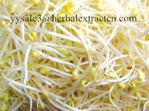 Bean Sprout Extract, Soya Sprout Powder, 10:1 TLC, natural ingredients for Healthcare food, skin care, exporter
