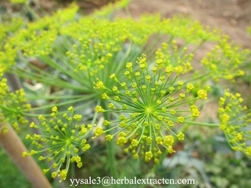 Dill Seed Extract, 10:1 TLC, 100% natural feed additive, food additive, Shaanxi Yongyuan Bio-Tech, manufactuerer