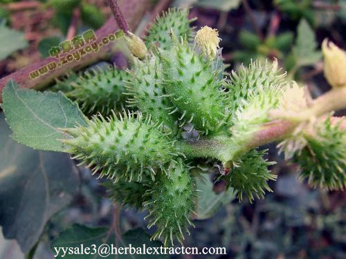 Siberian Cocklebur Extract, Xanthium Strumarium Extract, 10:1 TLC, natural pesticide, herbicide, high quality