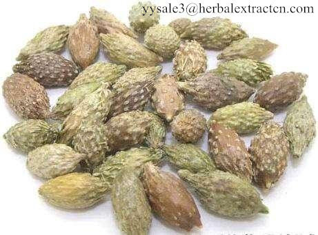 Siberian Cocklebur Extract, Xanthium Strumarium Extract, 10:1 TLC, natural pesticide, herbicide, high quality