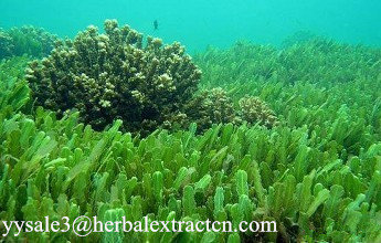 Seaweed Extract, Ascophyllum Nodosum Extract, 10:1 TLC, Natural feedstuff, skin care ingredients,  manufacturer