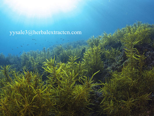 Seaweed Extract, Ascophyllum Nodosum Extract, 10:1 TLC, Natural feedstuff, skin care ingredients,  manufacturer