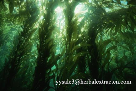 Seaweed Extract, Ascophyllum Nodosum Extract, 10:1 TLC, Natural feedstuff, skin care ingredients,  manufacturer