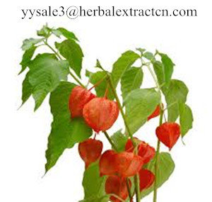 Ashwagandha Extract,  Indian ginseng Extract, WITHANOLIDE  3%, 5%,  help insomnia problem, Chinese exporter