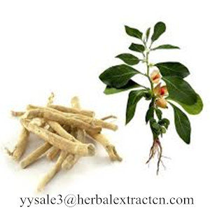 Ashwagandha Extract,  Indian ginseng Extract, WITHANOLIDE  3%, 5%,  help insomnia problem, Chinese exporter
