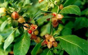 Ashwagandha Extract,  Indian ginseng Extract, WITHANOLIDE  3%, 5%,  help insomnia problem, Chinese exporter