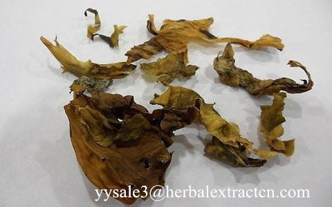 Kombu Extract, Kelp Extract, 10:1 TLC, Chinese Manufacturer, Shaanxi Yongyuan Bio-Tech, for health food, feed, cosmetic