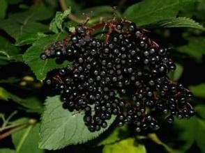 Elderberry Extract, Anthocyanin 25%, 5:1, 10:1, natural antioxidant, Shaanxi Yongyuan Bio-Tech, Chinese exporter