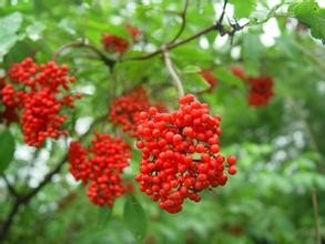 Elderberry Extract, Anthocyanin 25%, 5:1, 10:1, natural antioxidant, Shaanxi Yongyuan Bio-Tech, Chinese exporter