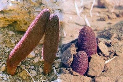 Cynomorium songaricum Rupr.Extract, Suoyang Extract,  ethanol soluble extract, 5:1, supplement ingredient, Yongyuan Bio