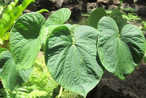 Kava Extract, Kavalactones 30%, CAS No.: 9000-38-8, natural ingredient for insomnia relief, Shaanxi Yongyuan Bio-Tech