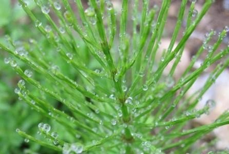 Horsetail Extract, 7% silica, Brown fine powder, ingredient for Botanical pesticides, herbicides, cosmetics, Yongyuan
