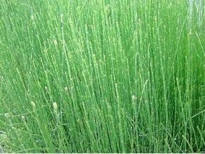 Horsetail Extract, 7% silica, Brown fine powder, ingredient for Botanical pesticides, herbicides, cosmetics, Yongyuan
