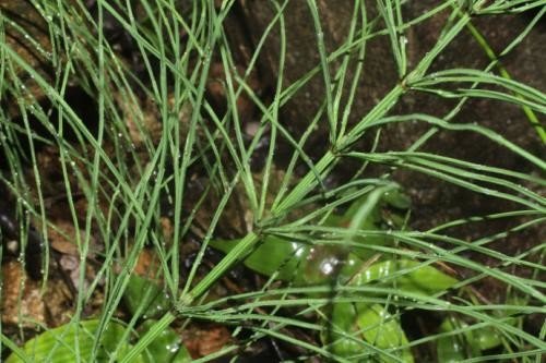 Horsetail Extract, 7% silica, Brown fine powder, ingredient for Botanical pesticides, herbicides, cosmetics, Yongyuan