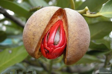 Nutmeg extract, Myristica fragrans Extract, 10:1 TLC, natural flavor, manufacturer, Shaanxi Yongyuan Bio-Tech
