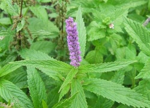 Mosla chinensis Extract, 10:1 TLC, 100% natural ingredients for freshener, food preservation, Manufacturer, Yongyuan