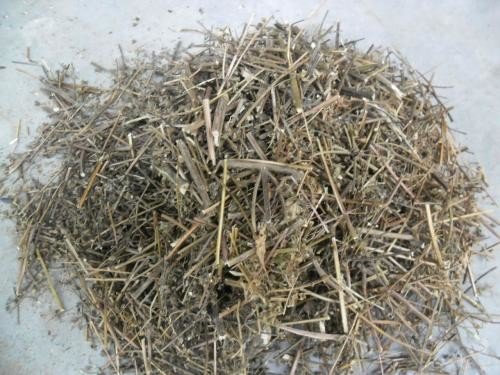 Mosla chinensis Extract, 10:1 TLC, 100% natural ingredients for freshener, food preservation, Manufacturer, Yongyuan