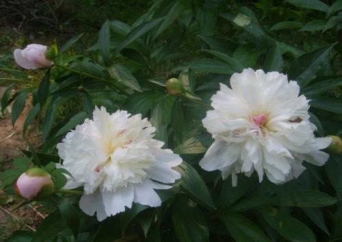 Peony Extract, Paeoniflorin 10%-98%, CAS No.: 23180-57-6, natural cosmetics ingredient, exporter, Shaanxi Yongyuan Bio