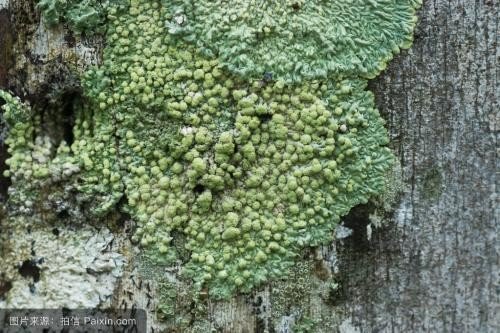 Iceland Moss Extract, Cetraria islandica Extract, 10:1 TLC, for supplement, feed, cosmetics, Manufacturer, Yongyuan