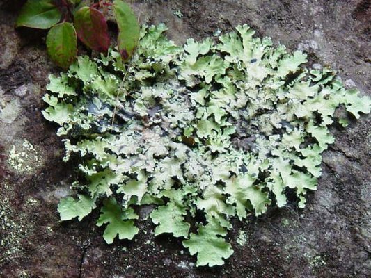 Iceland Moss Extract, Cetraria islandica Extract, 10:1 TLC, for supplement, feed, cosmetics, Manufacturer, Yongyuan