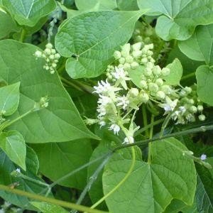 Cynanchum bungei Extract,  Cynanchi Wilfordii Extract, 10:1 TLC, TCM, Manufacturer in high reputation, Shaanxi Yongyuan