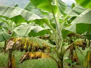 Banana Leaf Extract, 5:1,10:1 TLC, ingredient for fertilizer and feedstuff, Shaaanxi Yongyuan Bio-Tech, qualified export