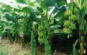 Banana Leaf Extract, 5:1,10:1 TLC, ingredient for fertilizer and feedstuff, Shaaanxi Yongyuan Bio-Tech, qualified export