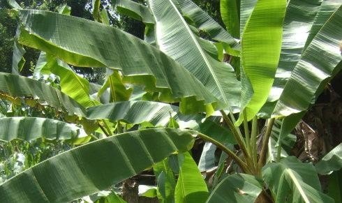 Banana Leaf Extract, 5:1,10:1 TLC, ingredient for fertilizer and feedstuff, Shaaanxi Yongyuan Bio-Tech, qualified export