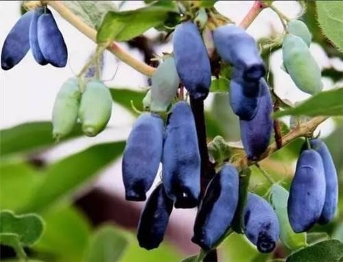 Lonicera caerulea extract, Anthocyanidin 20%, Honeyberry Extract, sweetberry Extract, natural antioxidant, Exporter