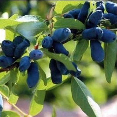 Lonicera caerulea extract, Anthocyanidin 20%, Honeyberry Extract, sweetberry Extract, natural antioxidant, Exporter