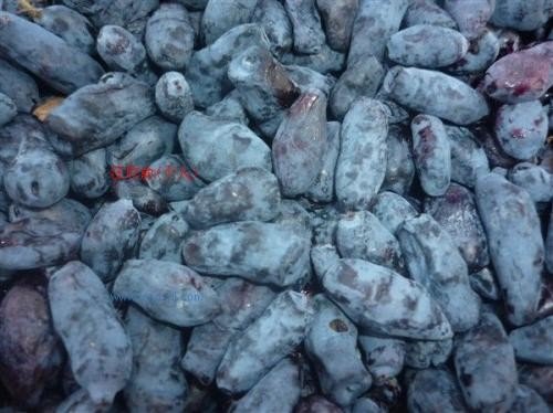 Lonicera caerulea extract, Anthocyanidin 20%, Honeyberry Extract, sweetberry Extract, natural antioxidant, Exporter